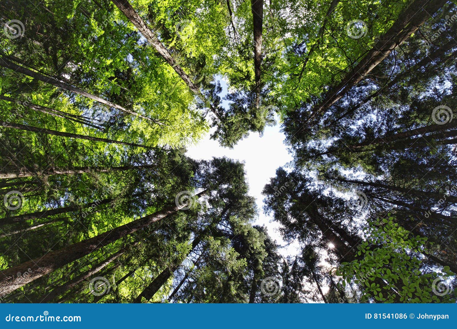 Wide view of forest stock photo. Image of plant, environment - 81541086