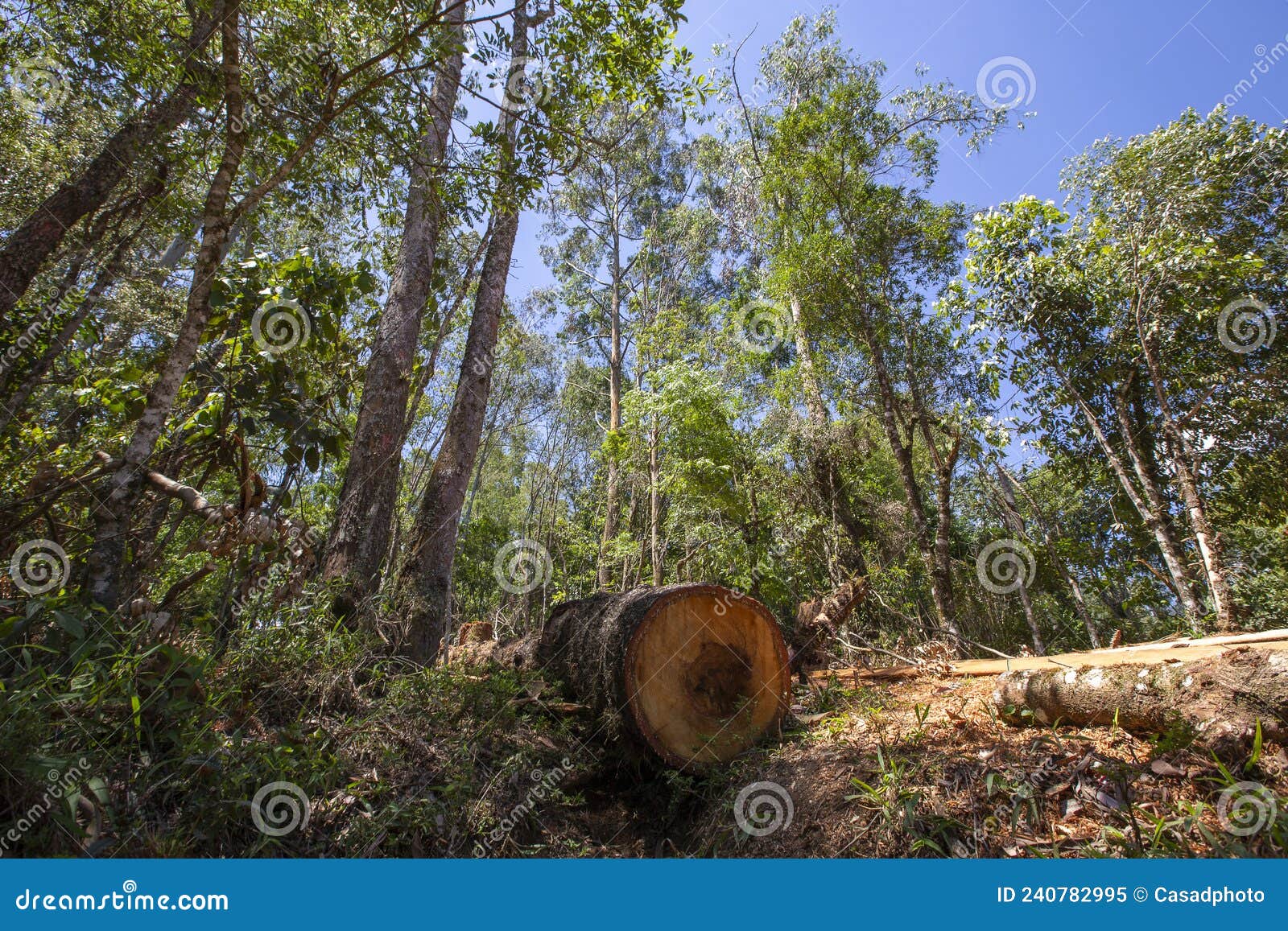 Wide View of Freshly Sawn Trees, with Sawdust and Forest in the ...