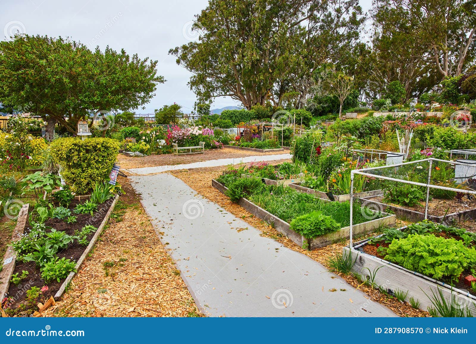 Wide View of Garden with Sidewalk Path and Different Community Garden ...