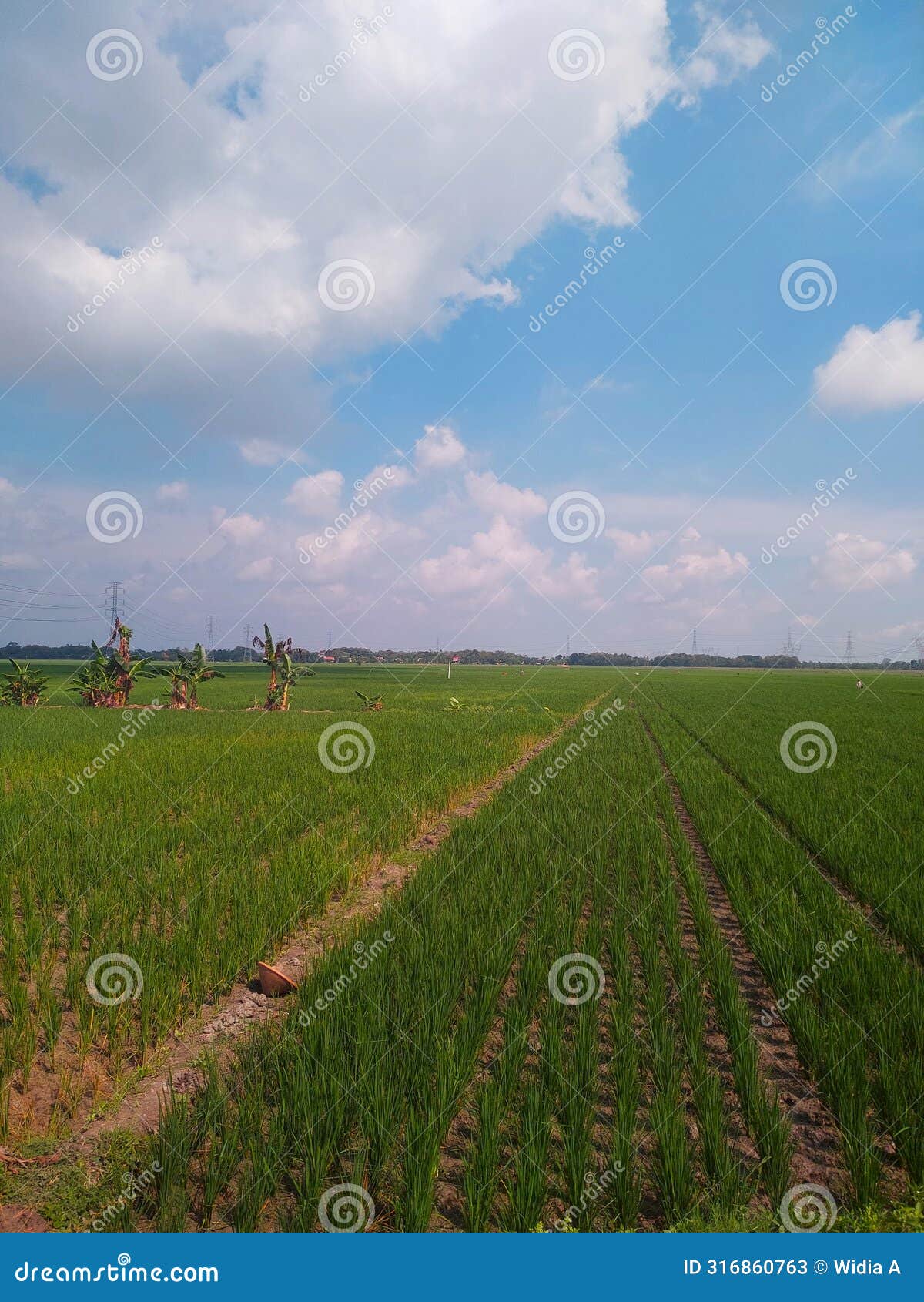 A Wide View of Green Rice Fields Stock Image - Image of fields, farm ...