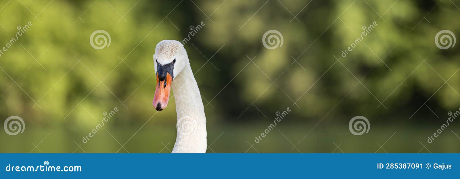 Swan With Head Tucked On Black Background Stock Photo | CartoonDealer ...