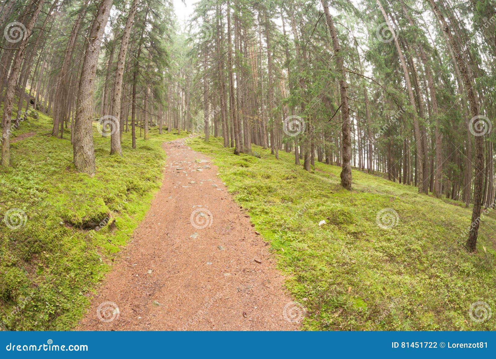 Wide View on a Path Long the Forest Stock Photo - Image of path, green ...