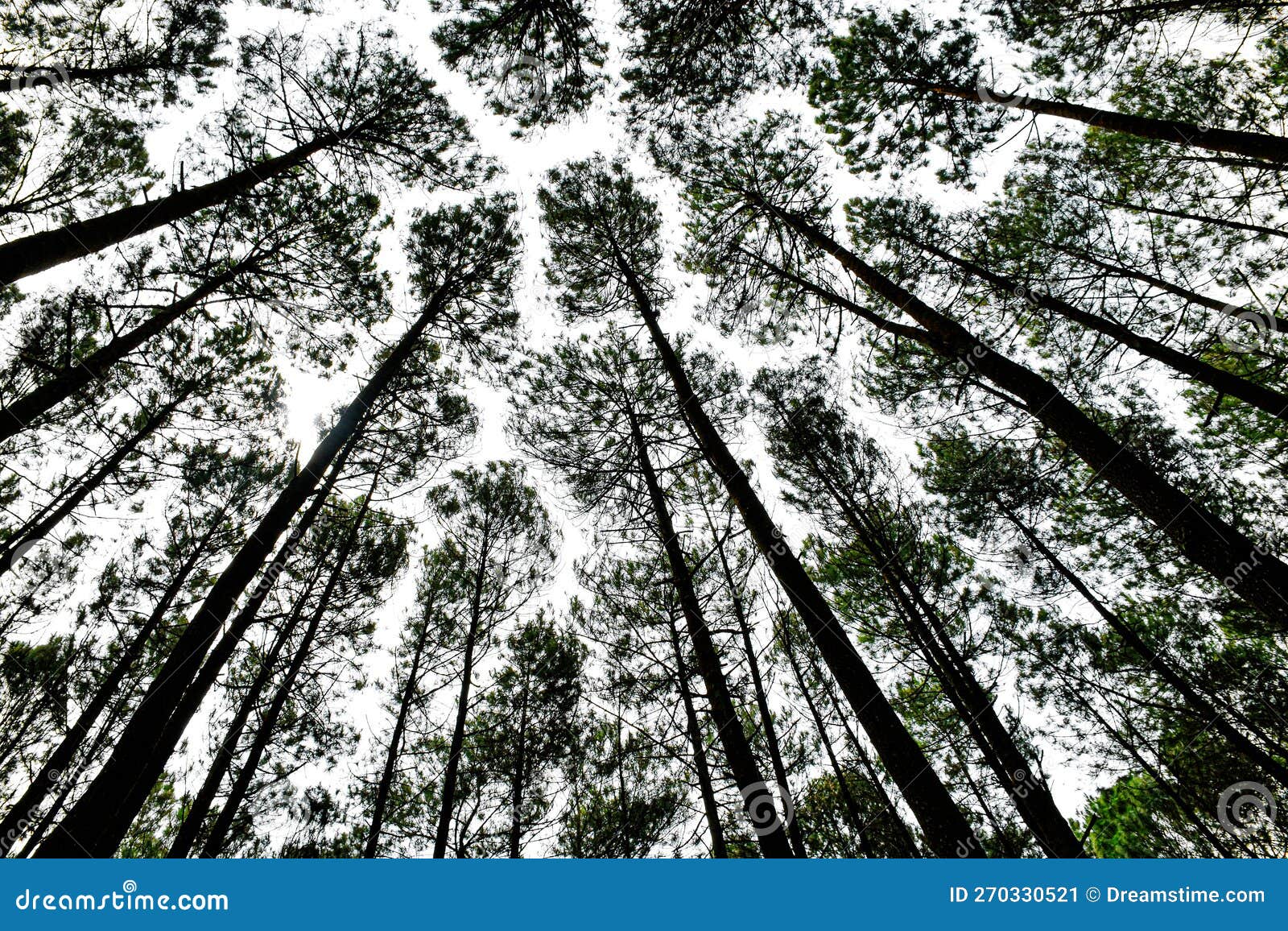 Wide View of Pine Tree Forest Multiple Small Trees Branches Stock ...