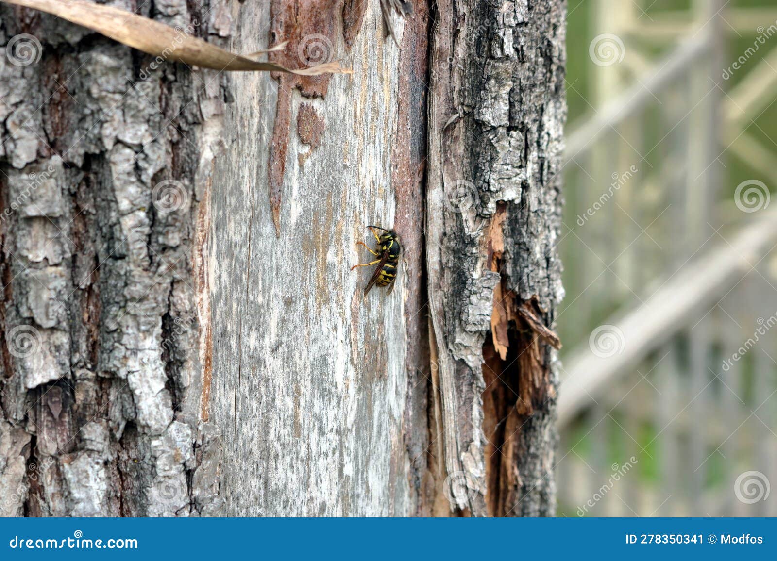 Wasp on Old Fir Tree stock image. Image of full, background - 278350341