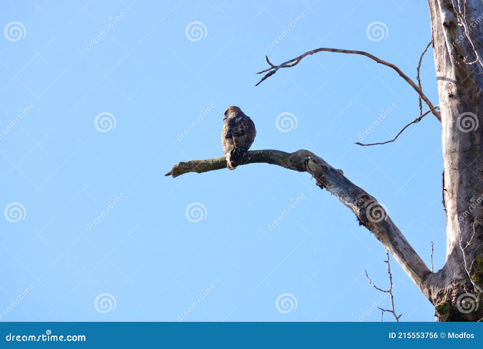 Isolated Hawk and Behavior in Nature Stock Photo - Image of body, high ...