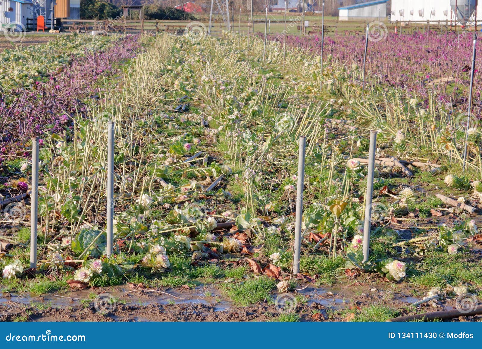 Cauliflower Patch in Winter Garden Stock Photo - Image of garden ...