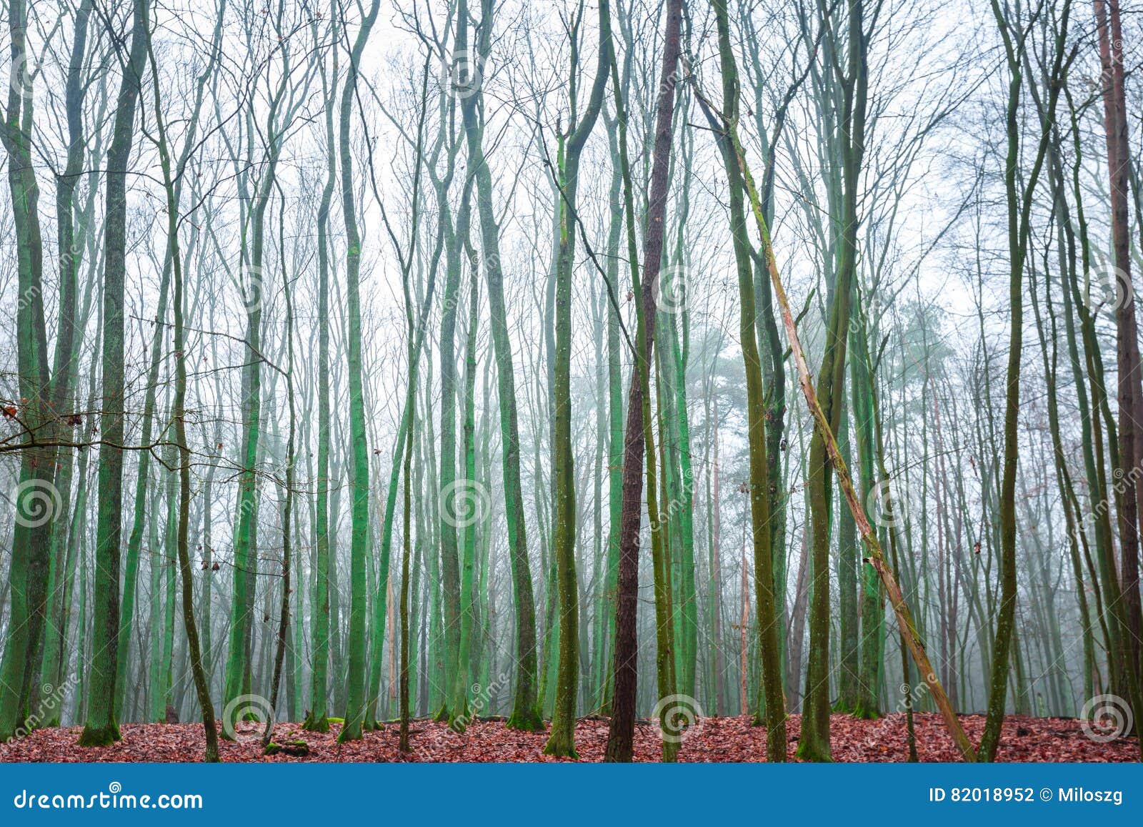 Wide View of Withered Tree Tops Stock Photo - Image of forest, withered ...