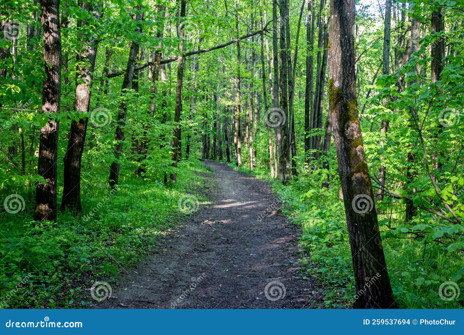 Wide Walking Dirt Path in the Green Forest Stock Photo - Image of trail ...
