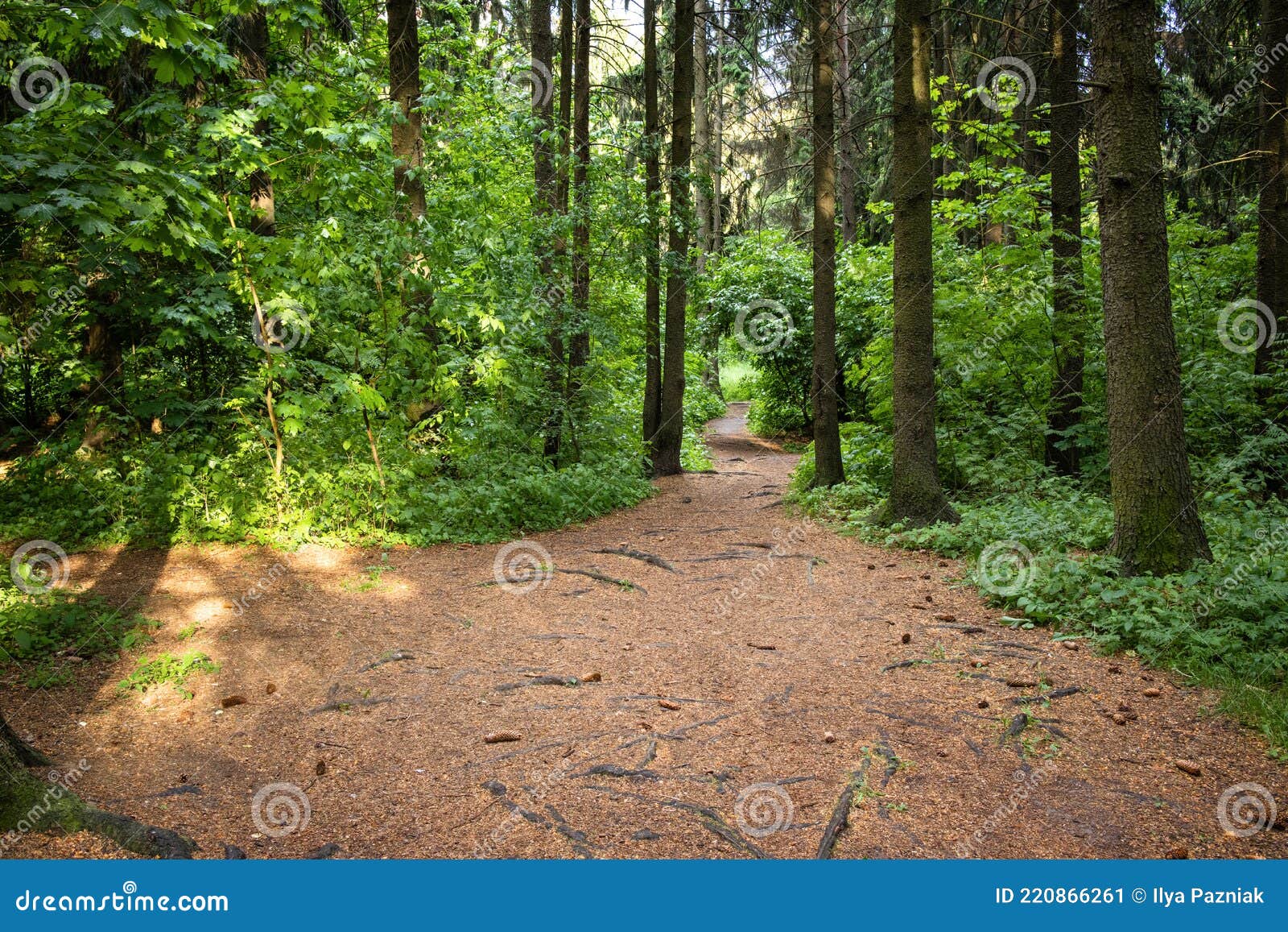 Wide Walking Path in a Dense Coniferous Forest Stock Image - Image of ...
