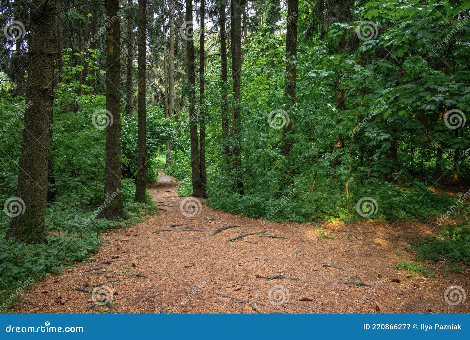 A Wide Walking Path in a Dense Dark Coniferous Forest. Stock Image ...