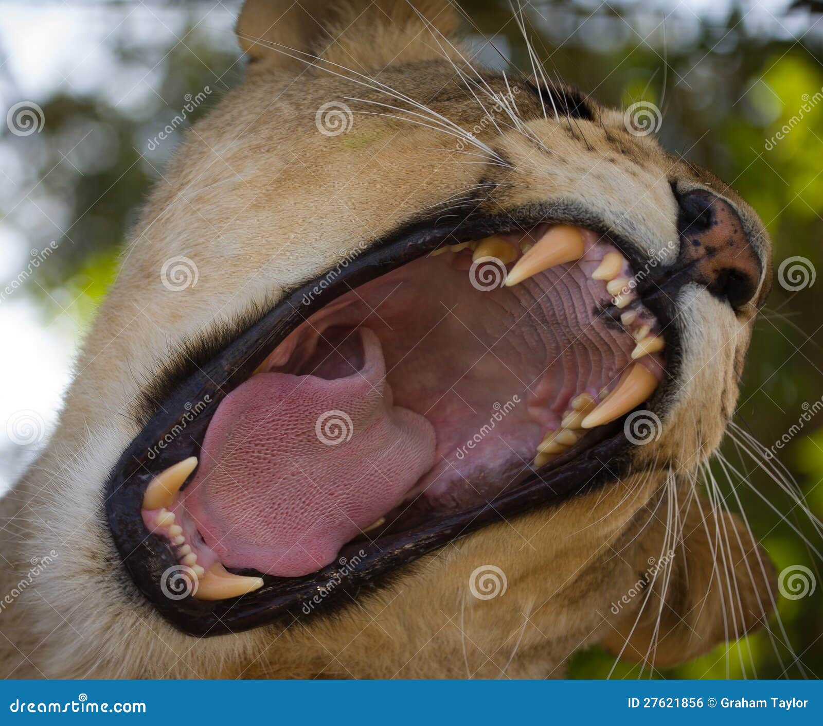 A wide yawn from a lioness stock photo. Image of tourism - 27621856