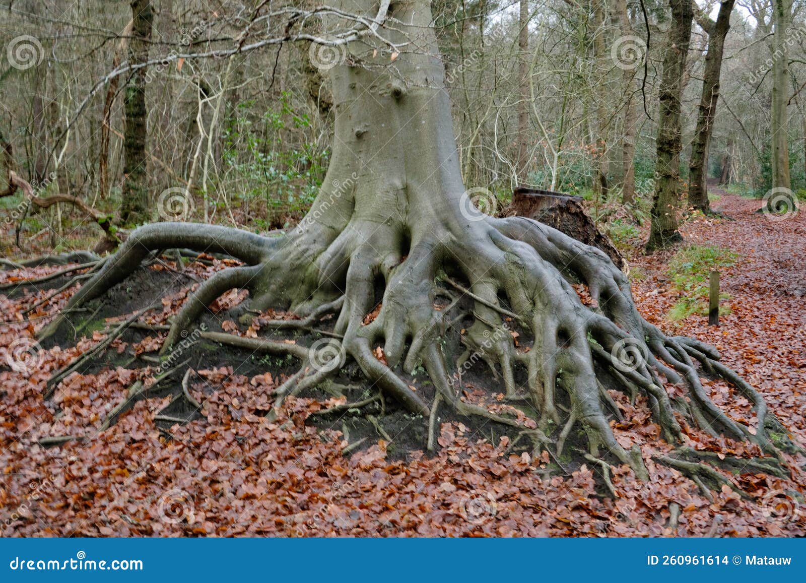 Root system of Beech stock photo. Image of branched - 260961614