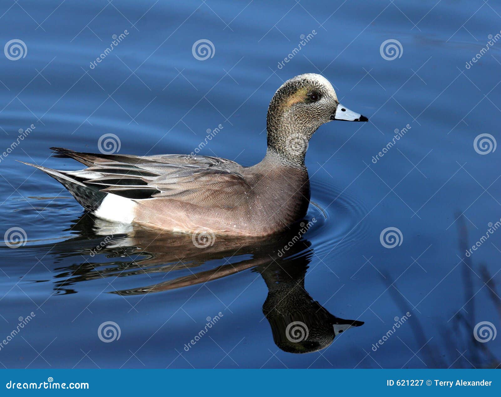 Widgeon stock image. Image of feathers, beak, hunter, pond - 621227