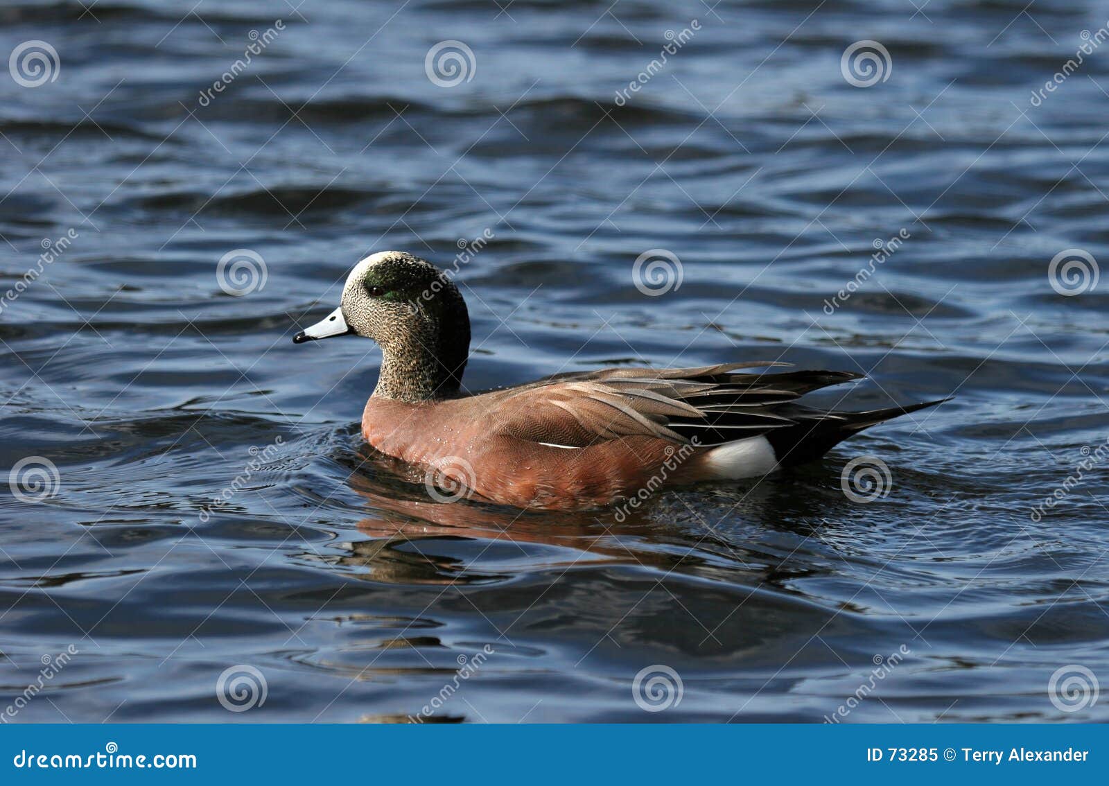 Widgeon stock image. Image of bill, lake, blue, feathers - 73285