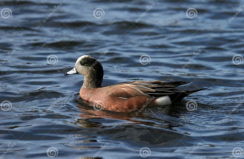 Widgeon stock image. Image of bill, lake, blue, feathers - 73285
