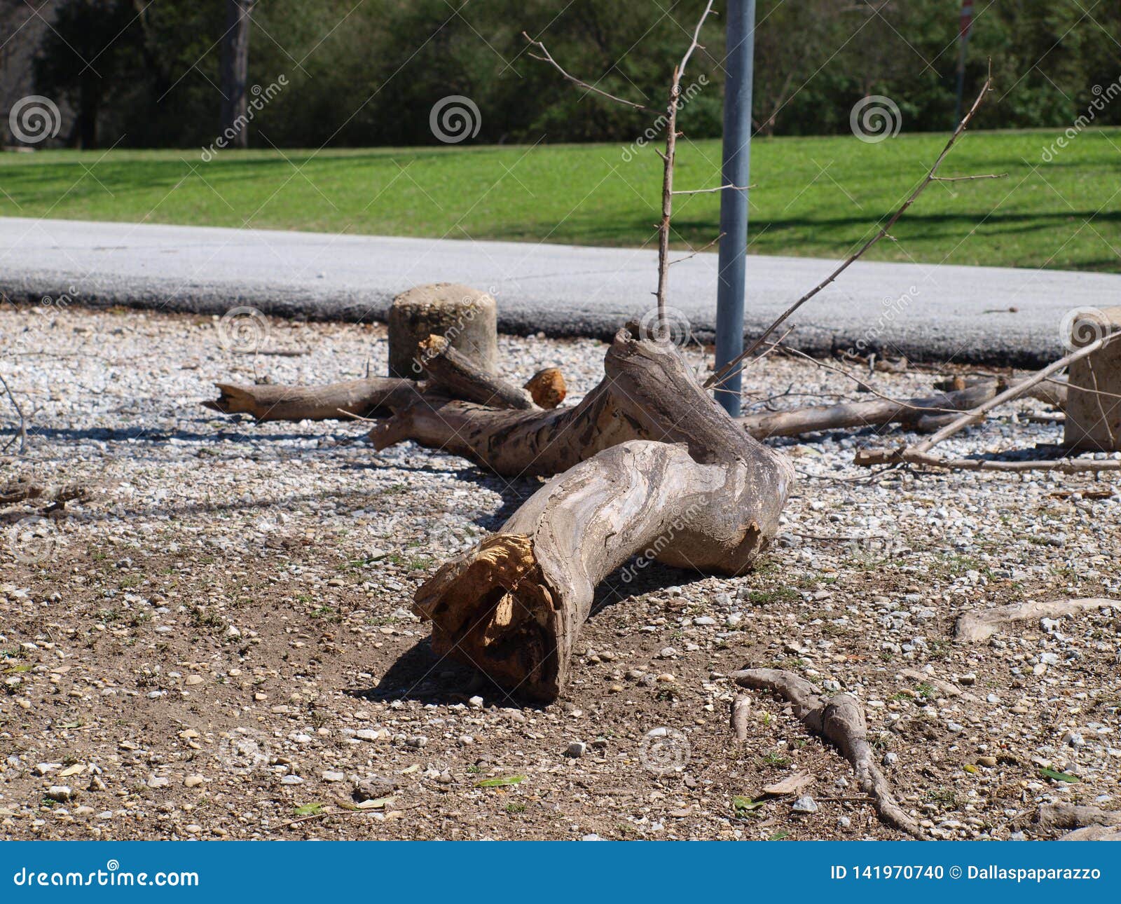 Widow-Maker on the Ground Where it Fell Stock Photo - Image of hikers ...