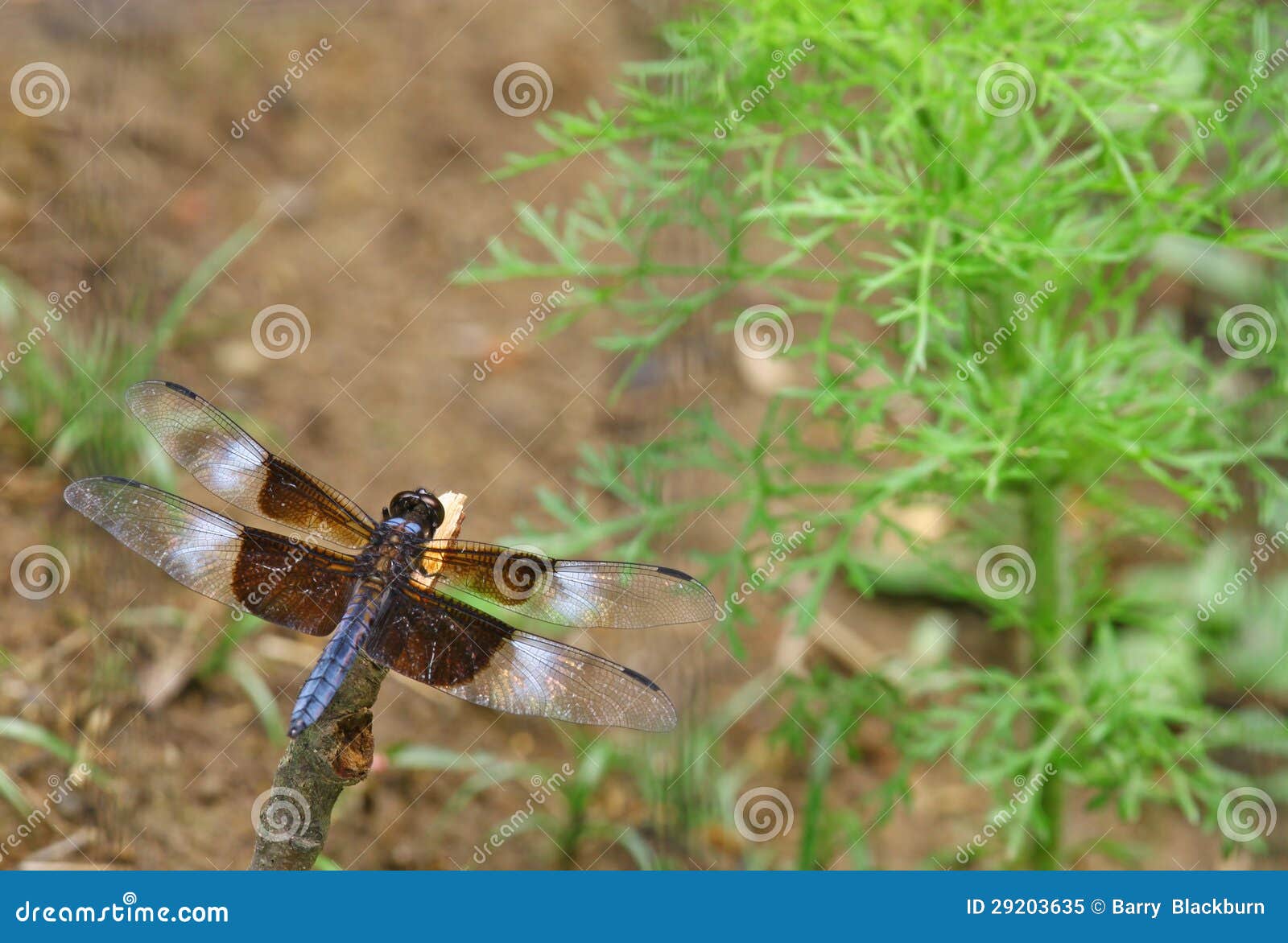 Widow Skimmer stock image. Image of outside, blue, nature - 29203635