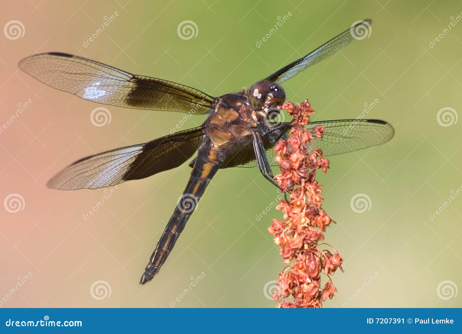 Widow Skimmer stock image. Image of entomological, nature - 7207391