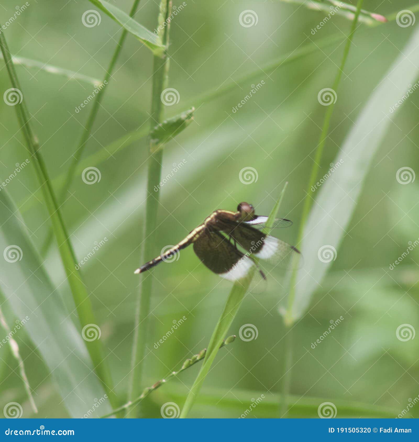 Widow skimmer dragon fly stock photo. Image of black - 191505320