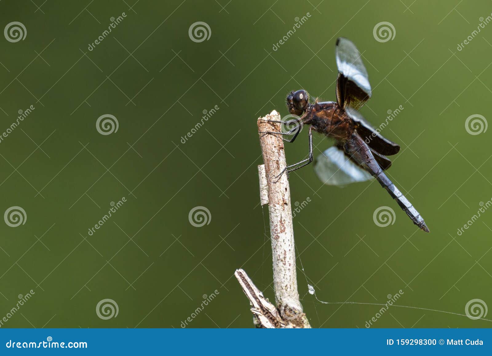 Widow Skimmer dragonfly stock photo. Image of dragonfly - 159298300 Widow Skimmer dragonfly stock photo. Image of dragonfly - 159298300