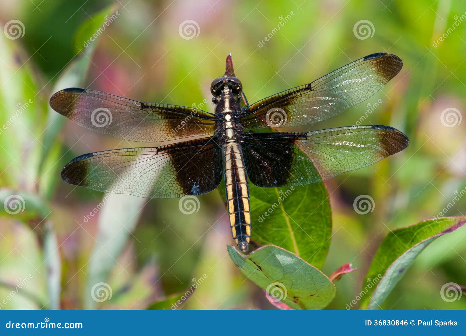 Widow Skimmer stock photo. Image of leaf, luctuosa, fauna - 36830846