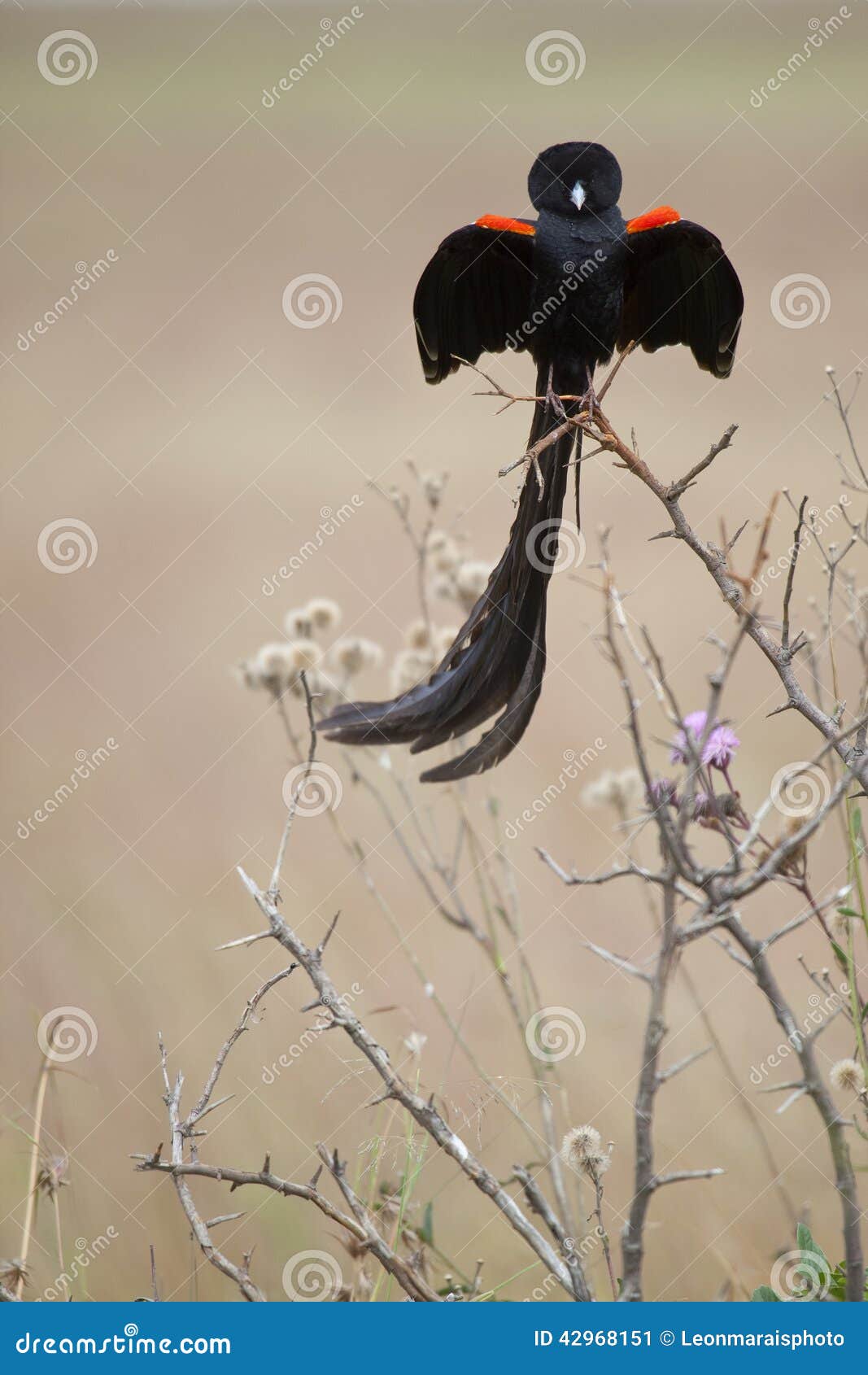 Widowbird a coda lunga immagine stock. Immagine di tessitori - 42968151