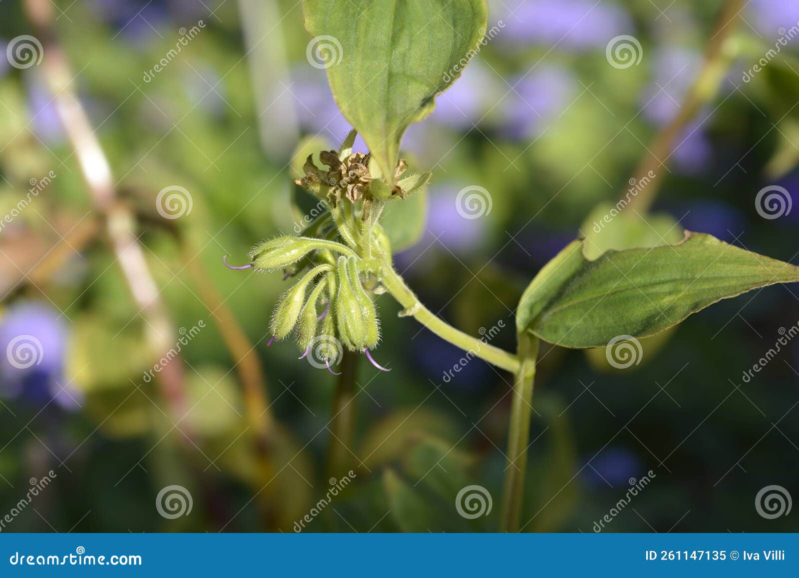 Widows tears stock image. Image of close, tears, widows - 261147135