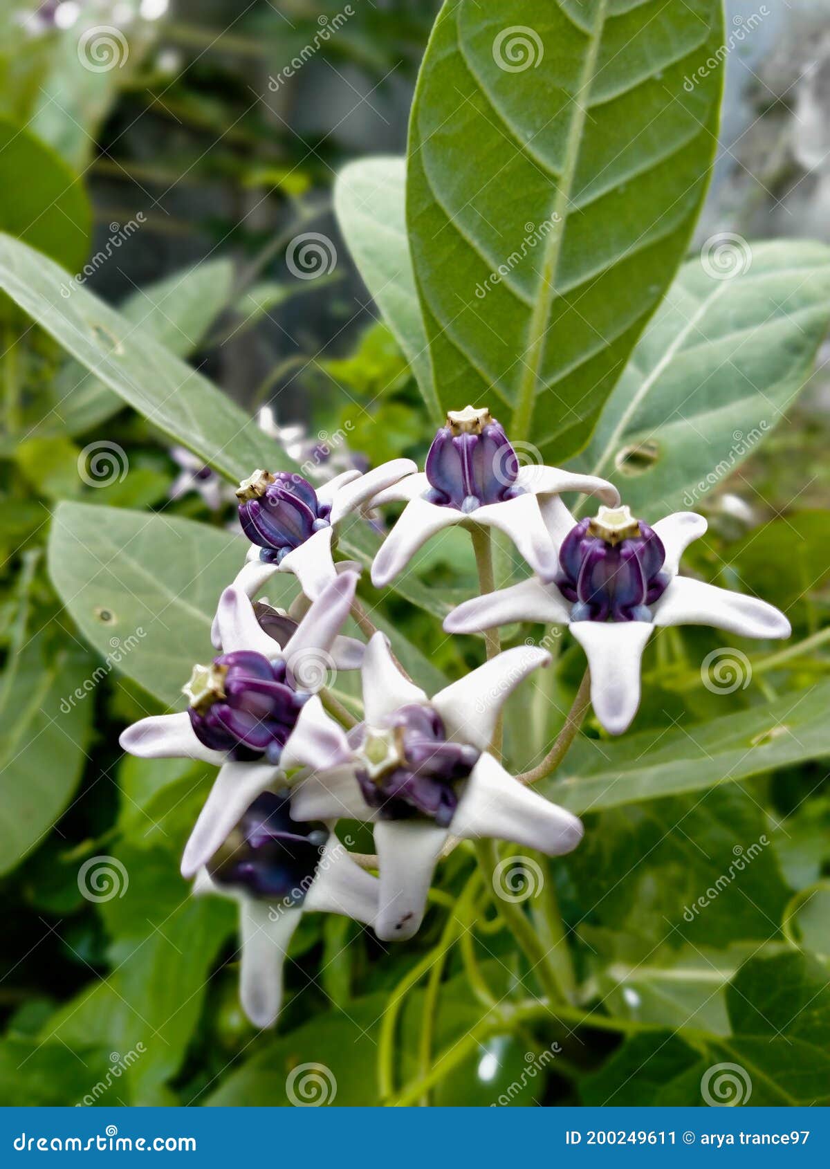 Widuri flower stock image. Image of widuri, flower, shrub - 200249611