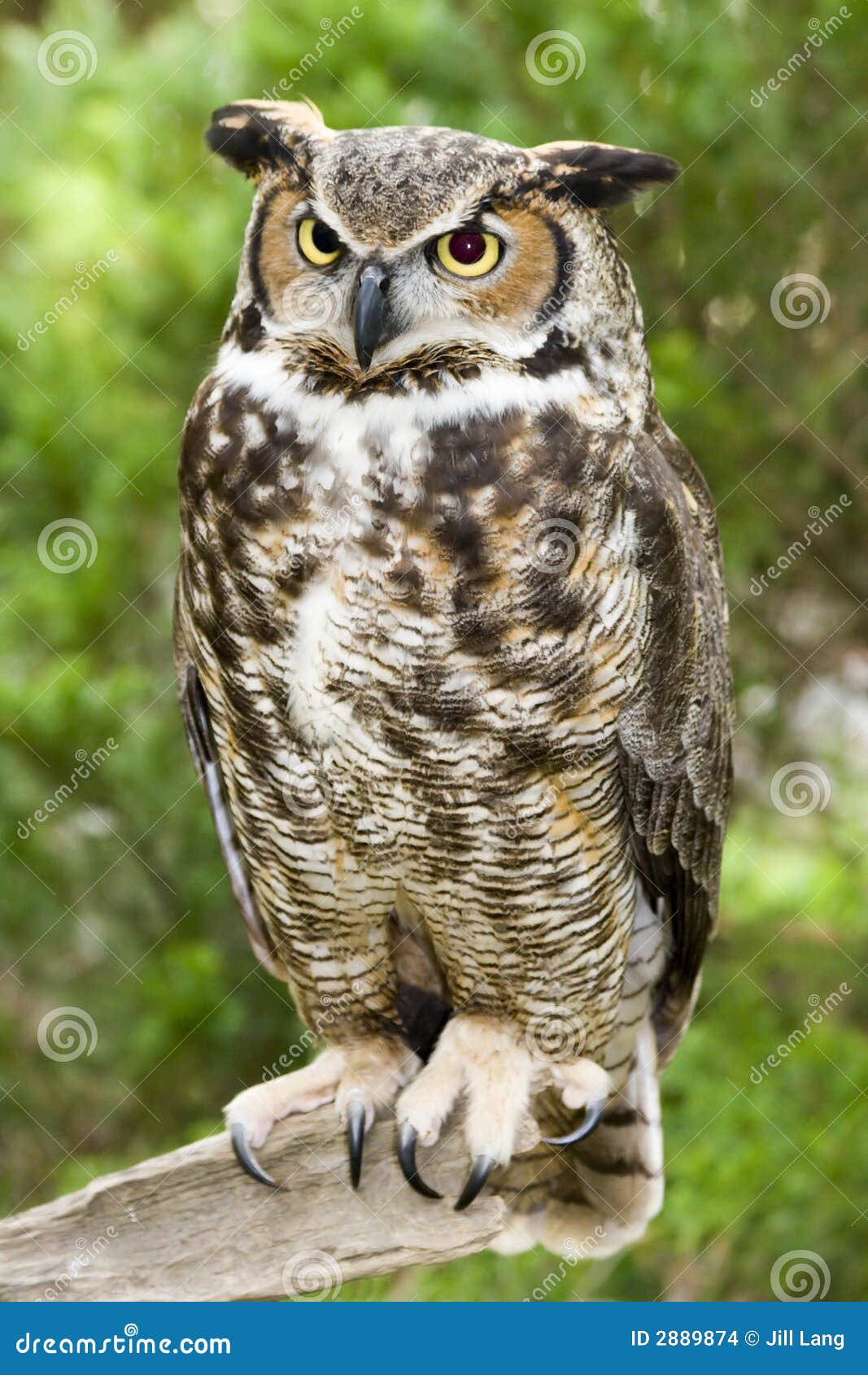 Wielka sowa rogata zdjęcie stock. Obraz złożonej z rogaty - 2889874