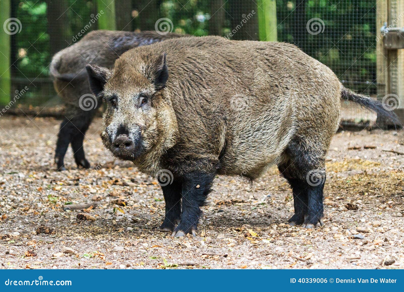 Wielki dziki knur zdjęcie stock. Obraz złożonej z środowisko - 40339006