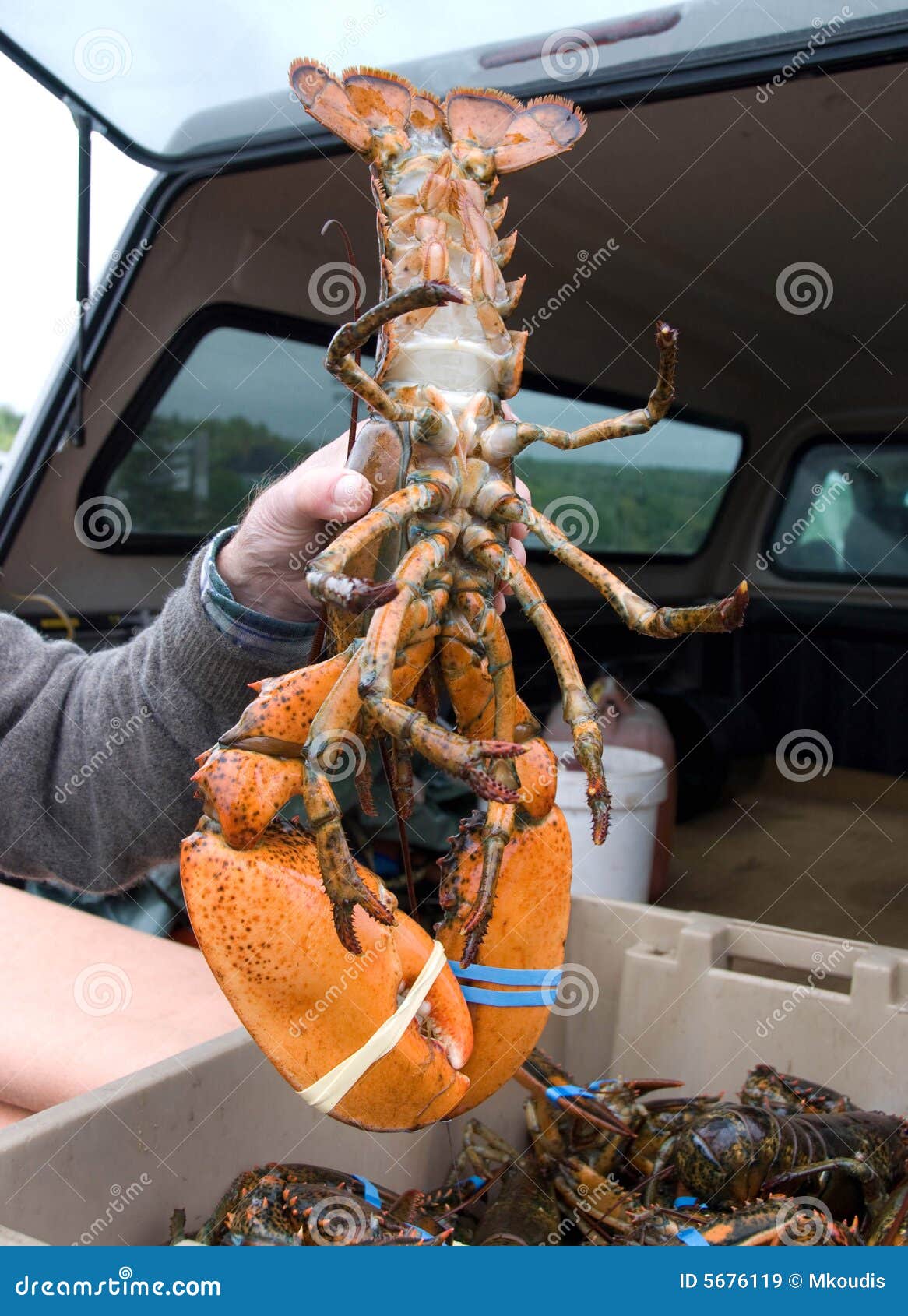 Wielki homar obraz stock. Obraz złożonej z żeglarz, jedzenie - 5676119