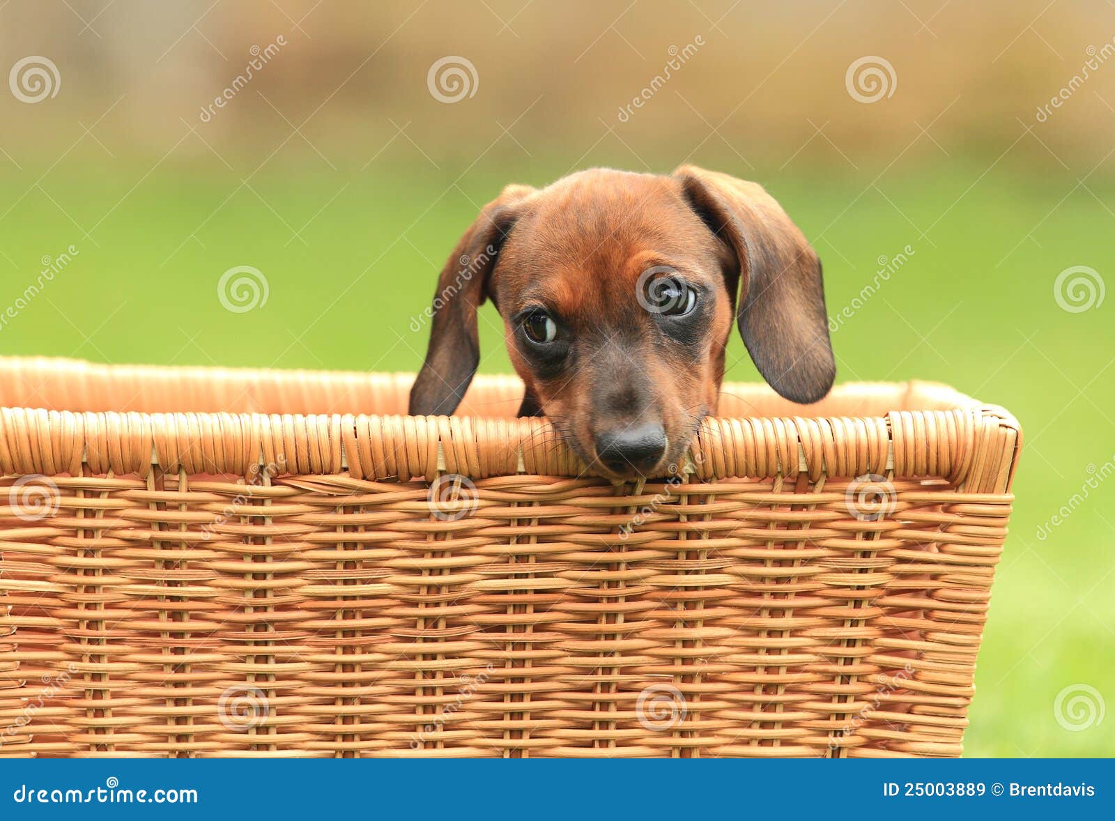 Wiener Dog Puppy stock image. Image of animal, people - 25003889