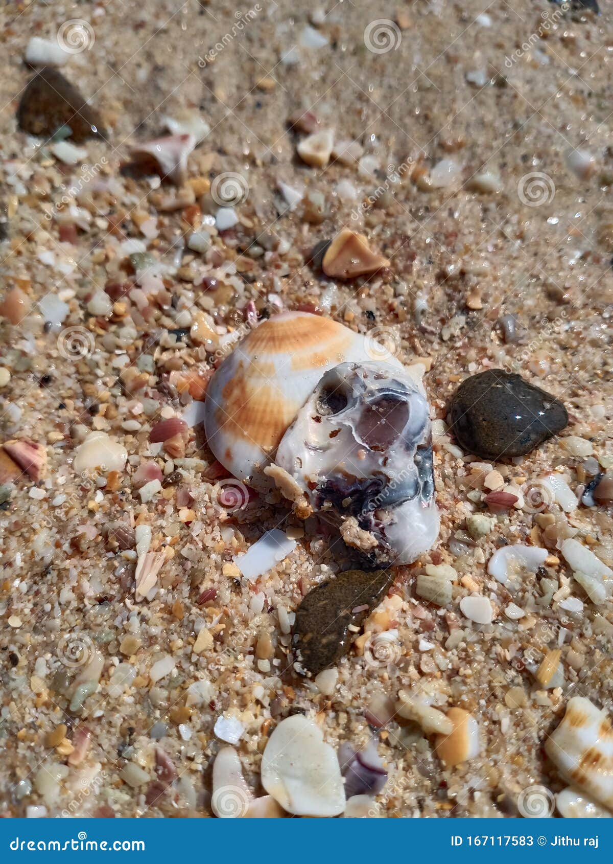 Wierd Shell that Has a Face and a Smile Stock Image - Image of face ...