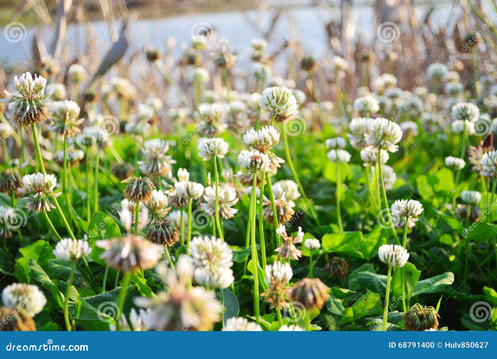 Wiese mit Klee stockfoto. Bild von wesentlich, korolla - 68791400