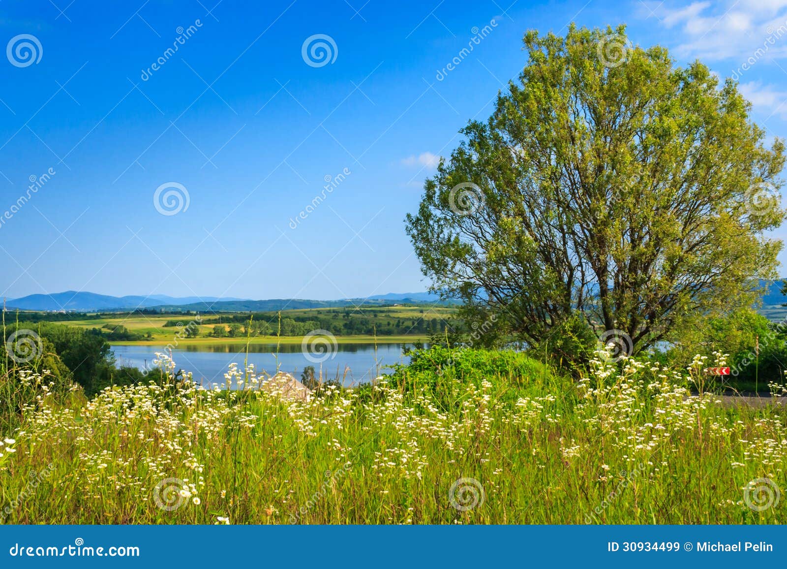 Wiese Mit Wilden Blumen Und Ein Baum Vor Dem See Stockbild - Bild von ...