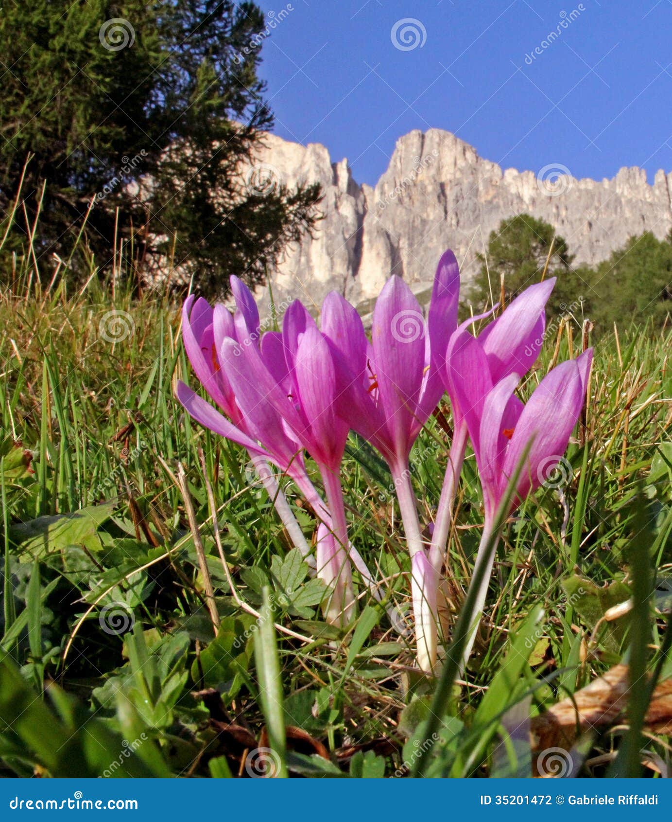 Wiese-Safran; Colchicum Autumnale Stockfoto - Bild von blume, rosa ...