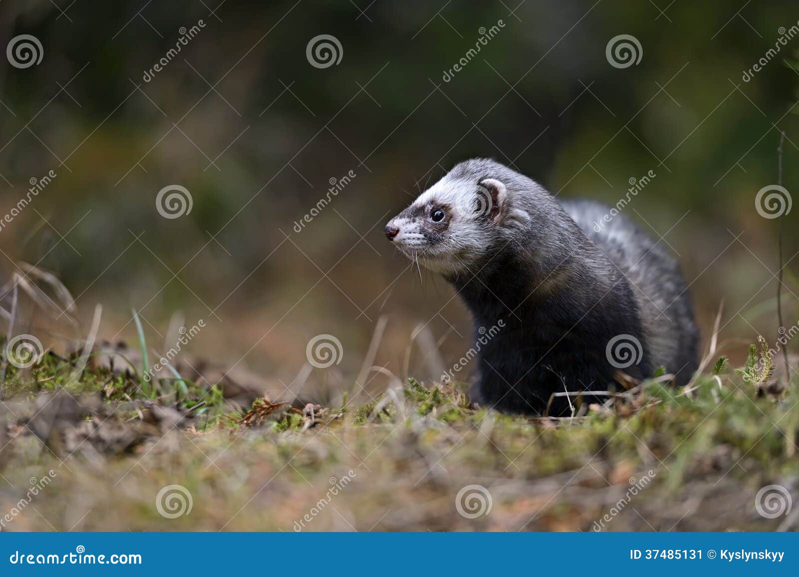 Wiesel stockbild. Bild von porträt, jagd, wildnis, hermelin - 37485131