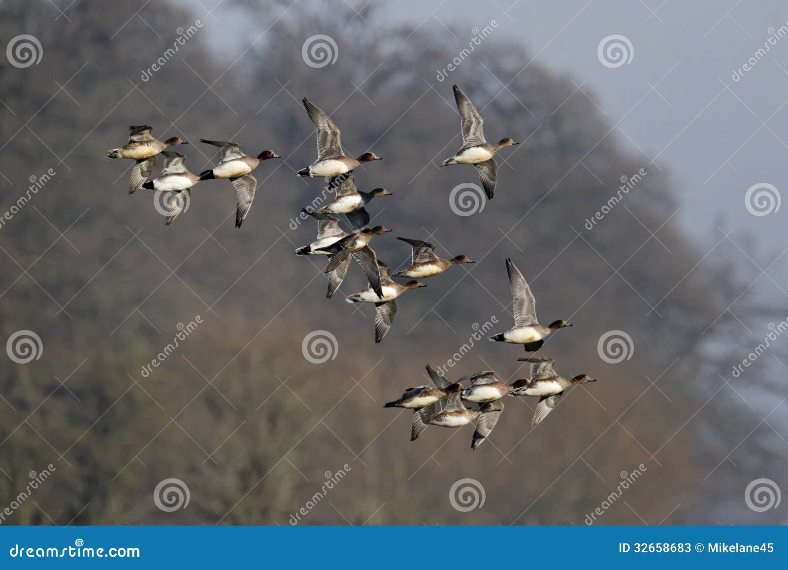 Wigeon, Anas penelope stock image. Image of duck, group - 32658683