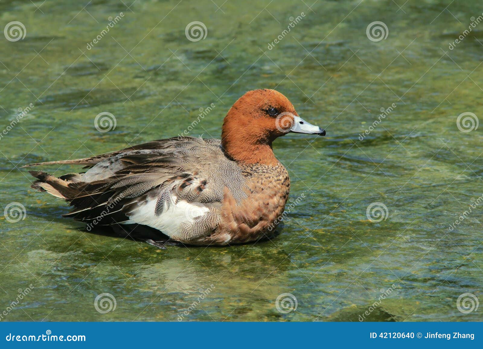 Wigeon stock photo. Image of animal, birds, wildlife - 42120640