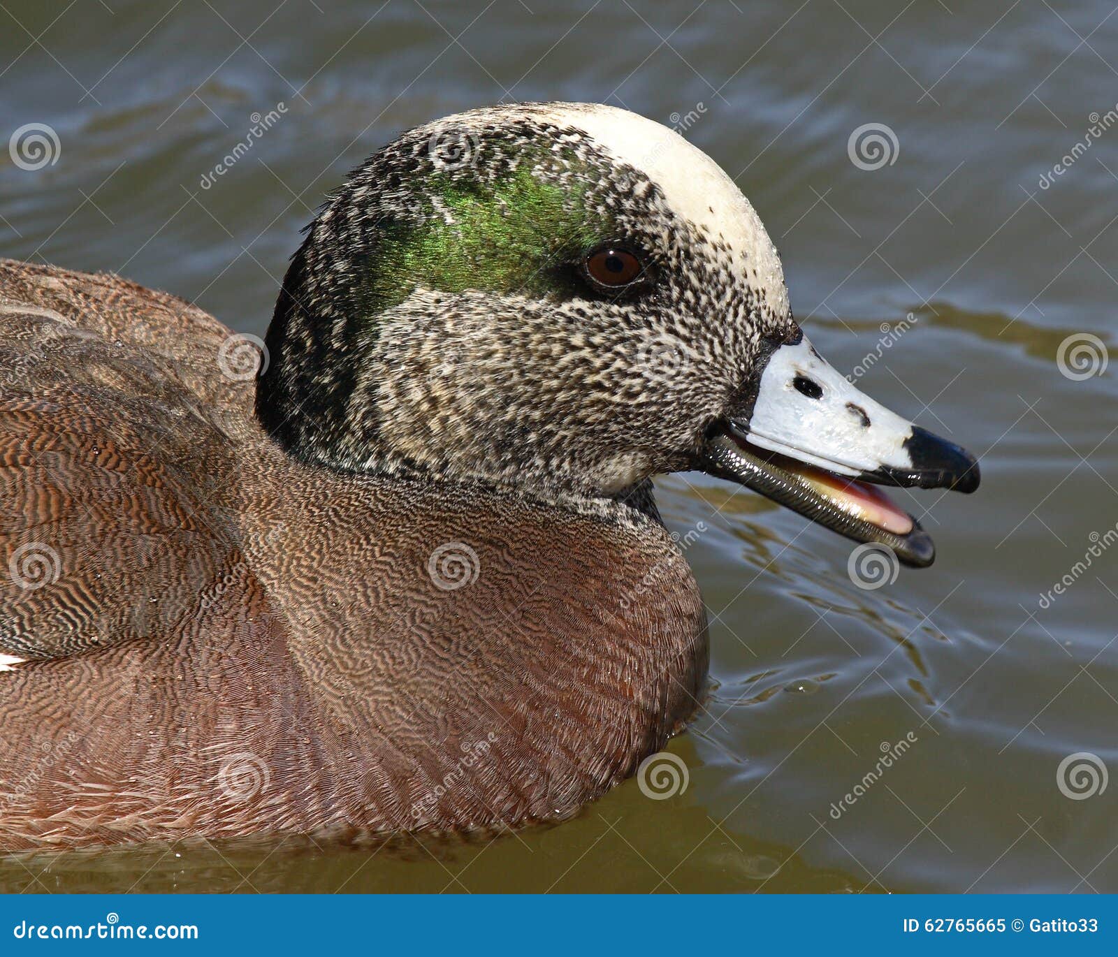 Wigeon Drake Calling stock image. Image of behavior, wigeon - 62765665