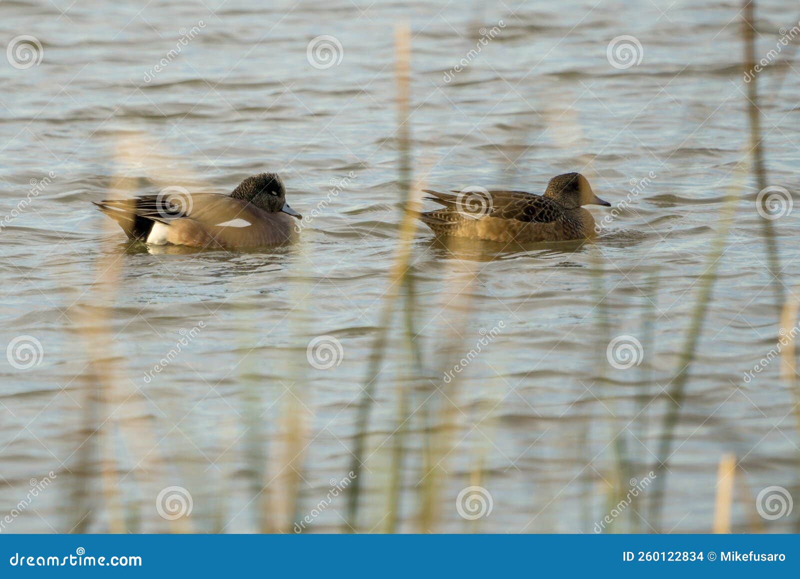 Wigeon duck pair stock photo. Image of duck, green, male - 260122834