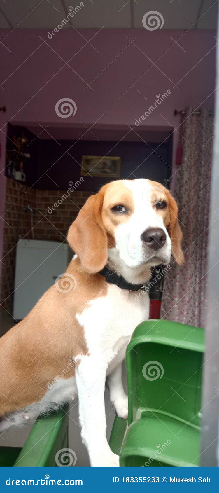Wiggles stock image. Image of beagle, home, animal, wiggles - 183355233