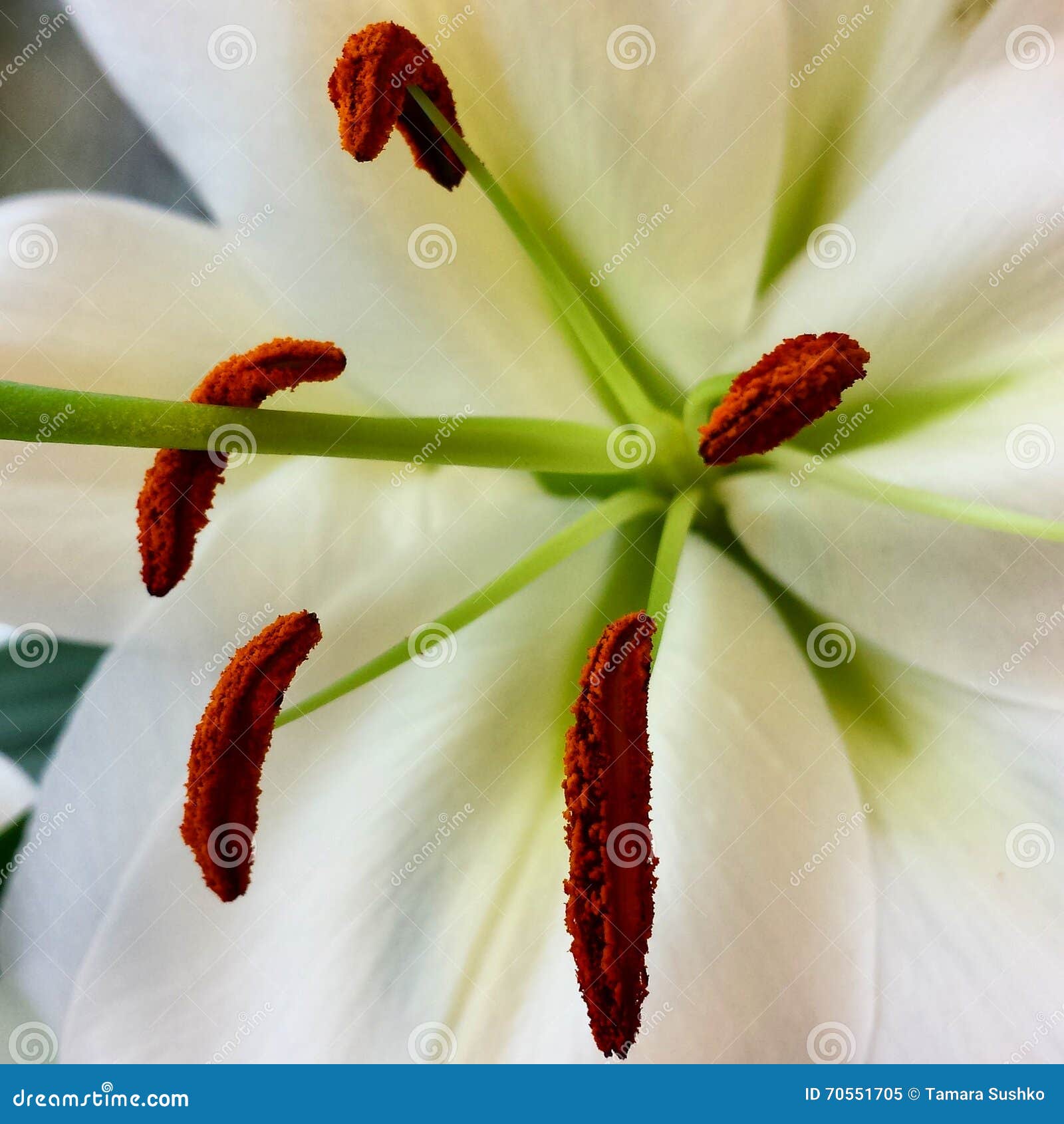 Wight lily stock image. Image of flowers, lily, color - 70551705