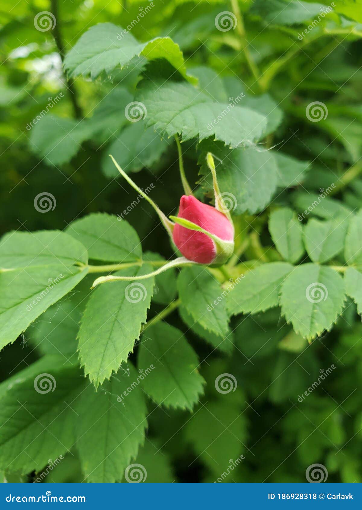 Red Rose Budding Stock Photography | CartoonDealer.com #46117988