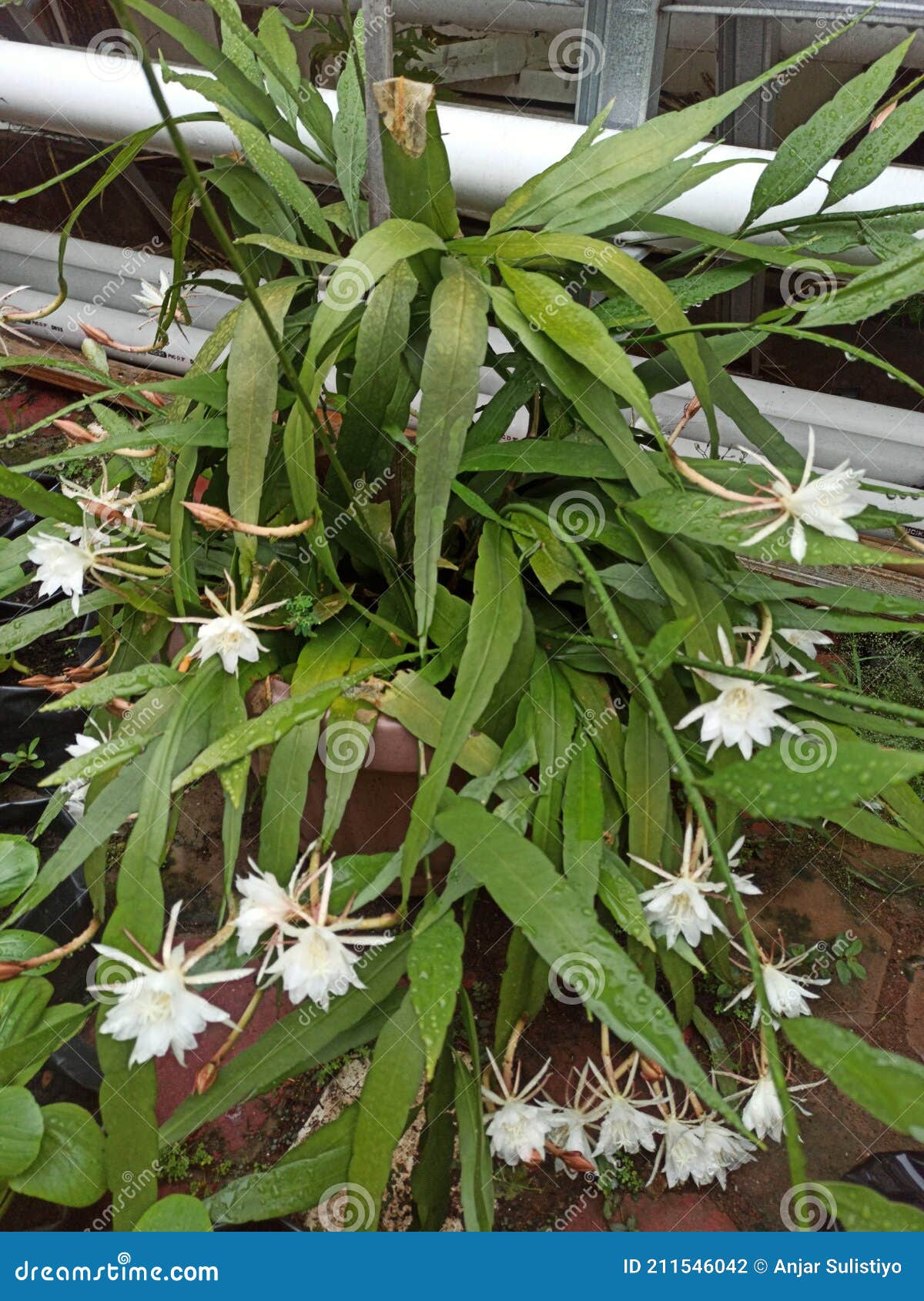 Wijaya Kusuma Flower stock photo. Image of green, flower - 211546042