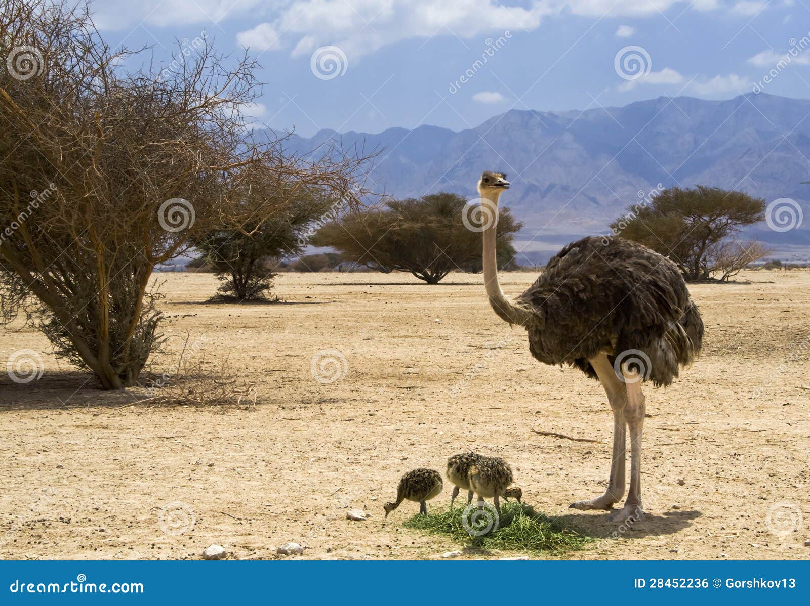 Wijfje Van Afrikaanse Struisvogel Met Chiks Stock Foto - Image of ...