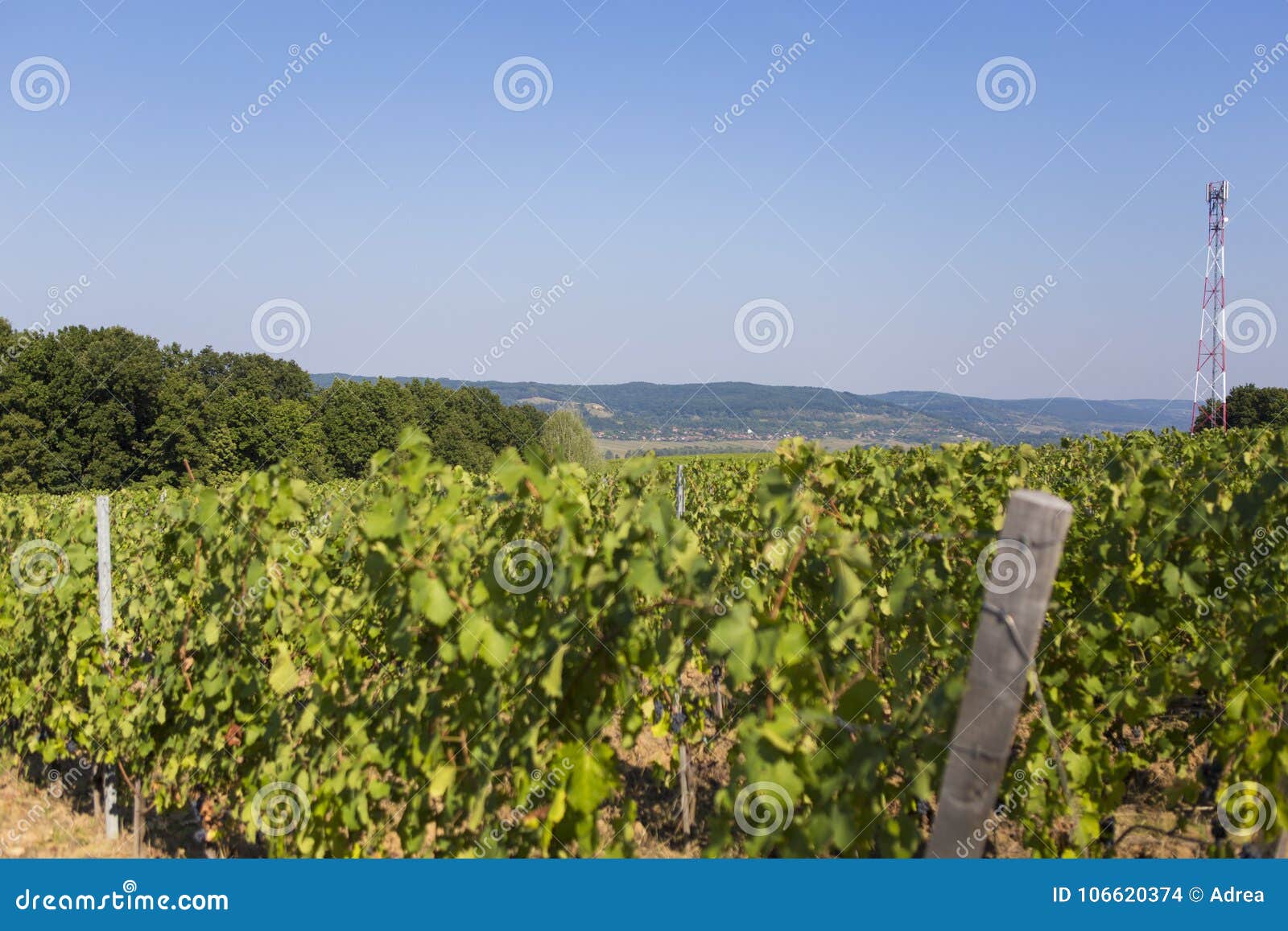 Wijnstok stock foto. Image of groen, land, nave, koude - 106620374