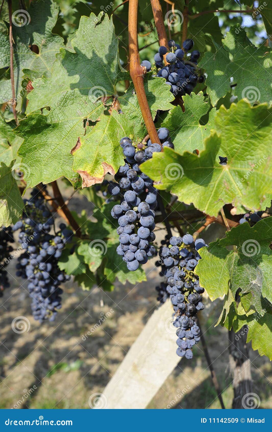 Wijnstok stock afbeelding. Image of wijnmakerij, alcohol - 11142509