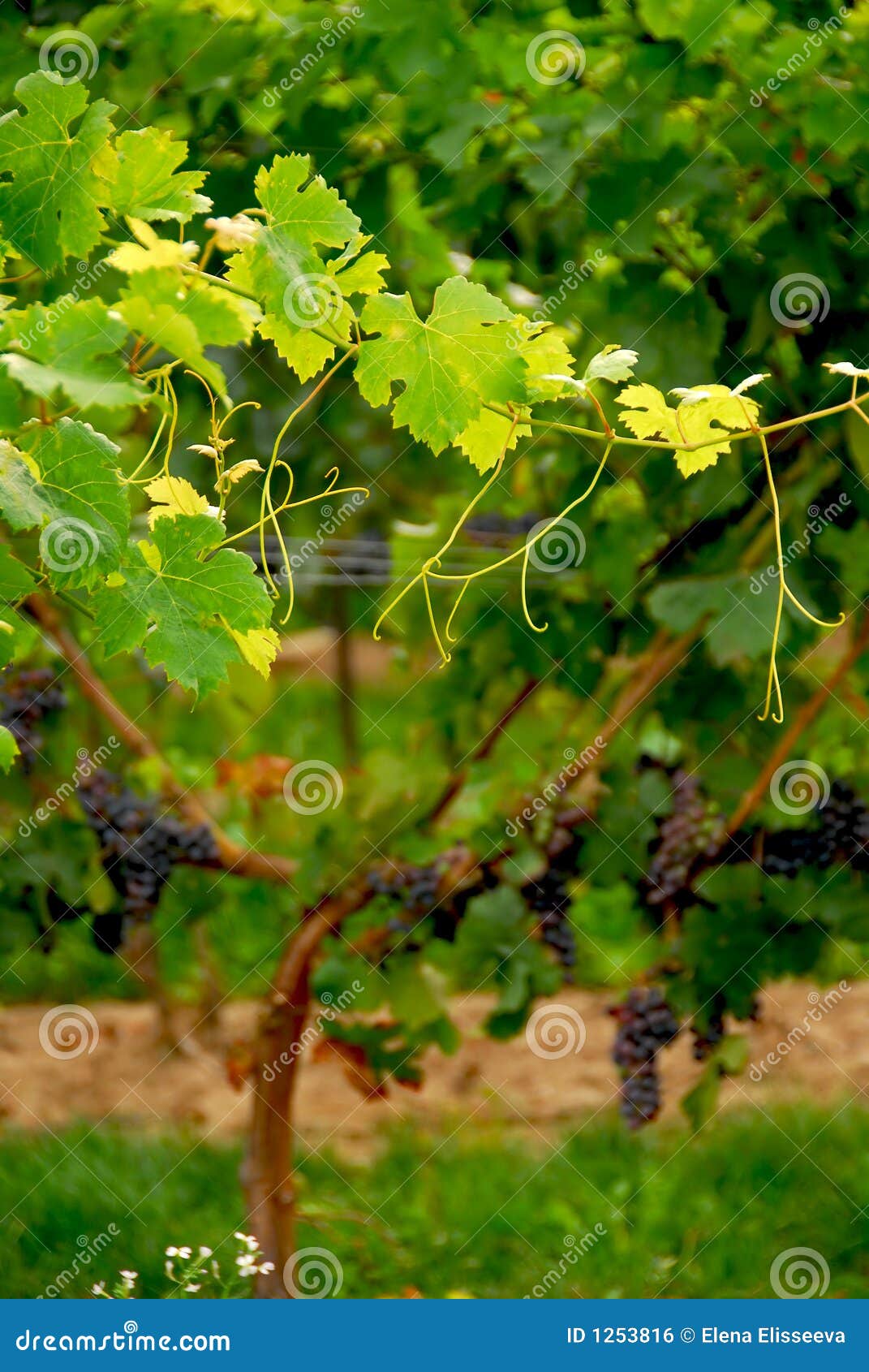 Wijnstok stock foto. Image of druiven, bladeren, oogst - 1253816