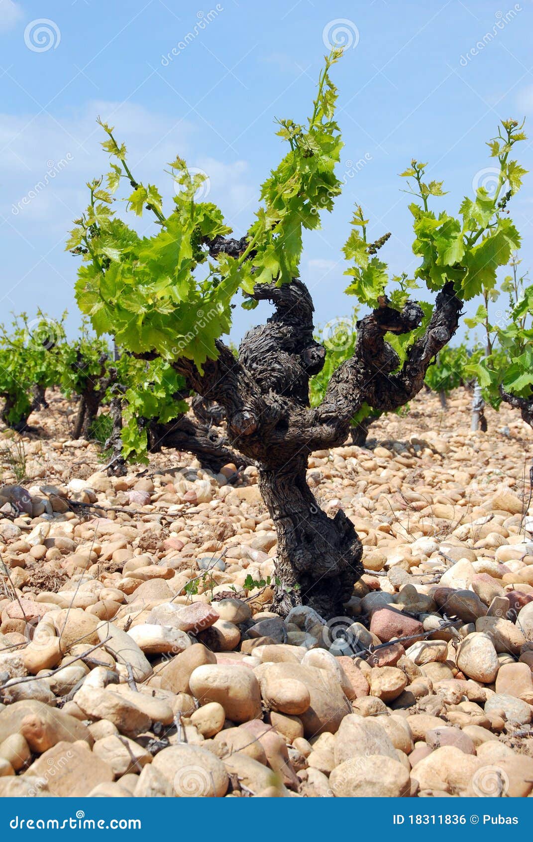 Wijnstok stock foto. Image of rijen, druif, wijngaard - 18311836